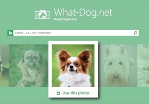 New App of Microsoft Can Identify the Breed of a Dog From Its Photo ...